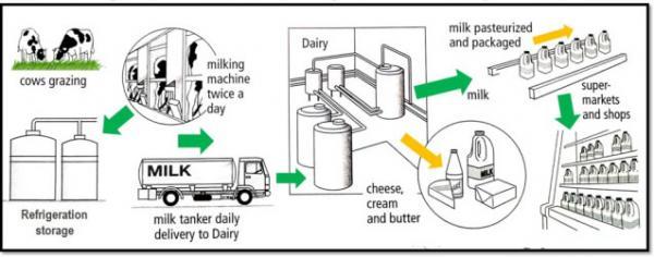 The diagram below shows the production and processing of milk and dairy ...