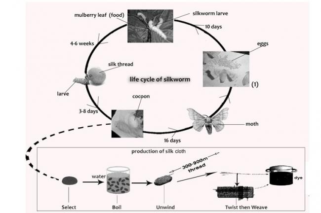 The diagrams below show the life cycle of the silkworm and the stages ...